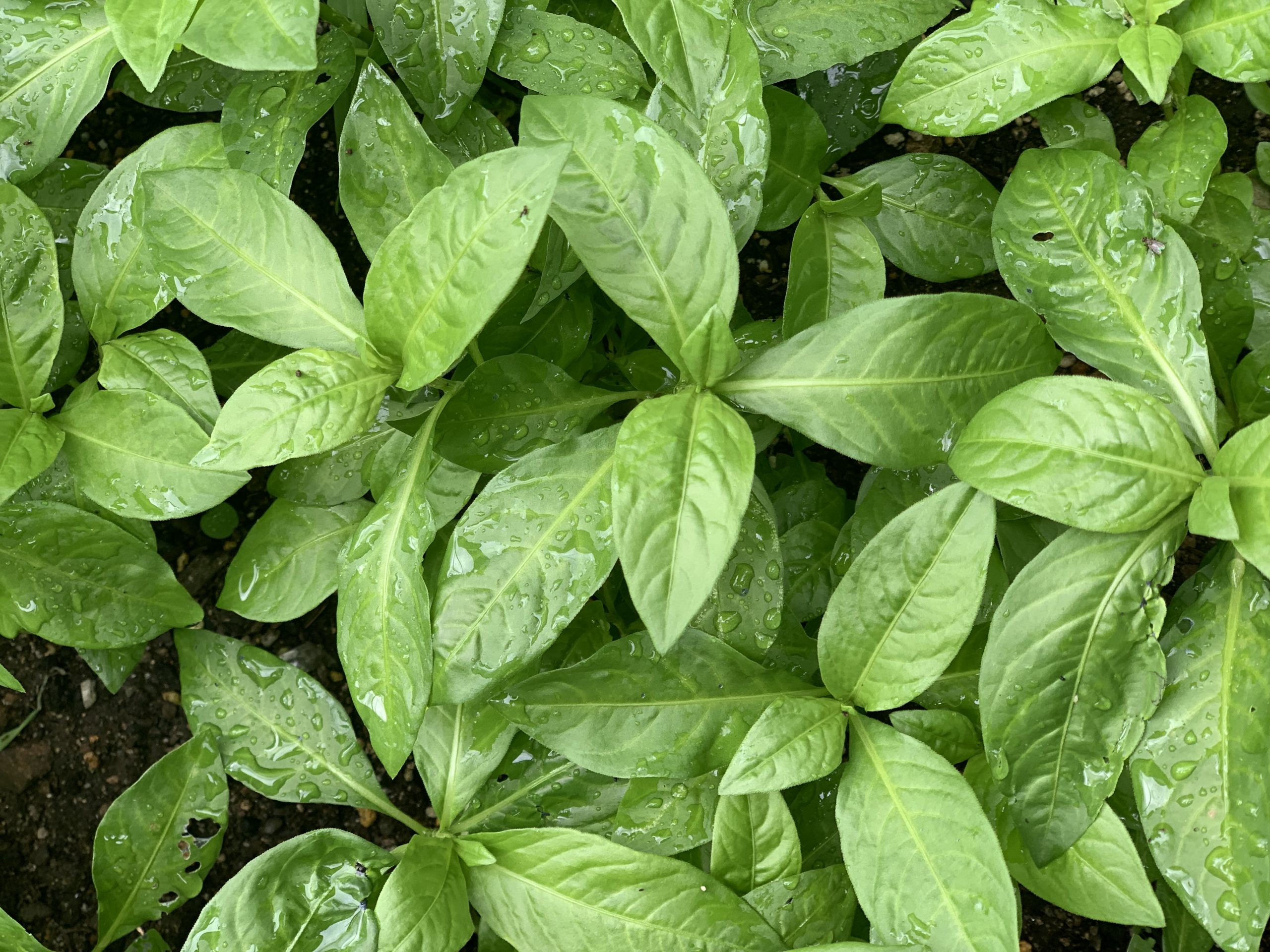 ワークショップ情報 | 川島テキスタイルスクール | KAWASHIMA TEXTILE SCHOOL | KYOTO